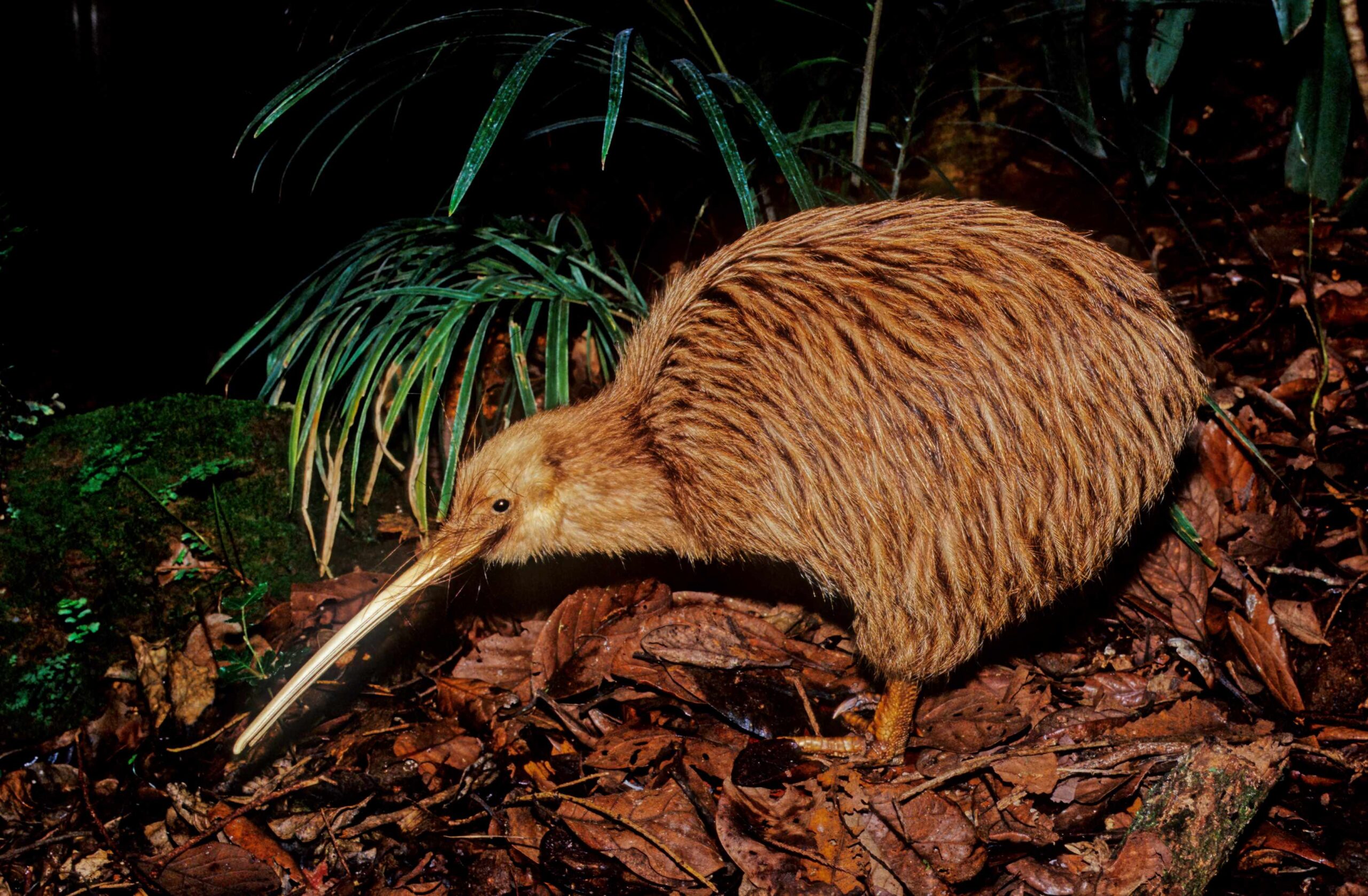New Zealand’s kiwi a ‘recent’ arrival from Australia – Newsreel