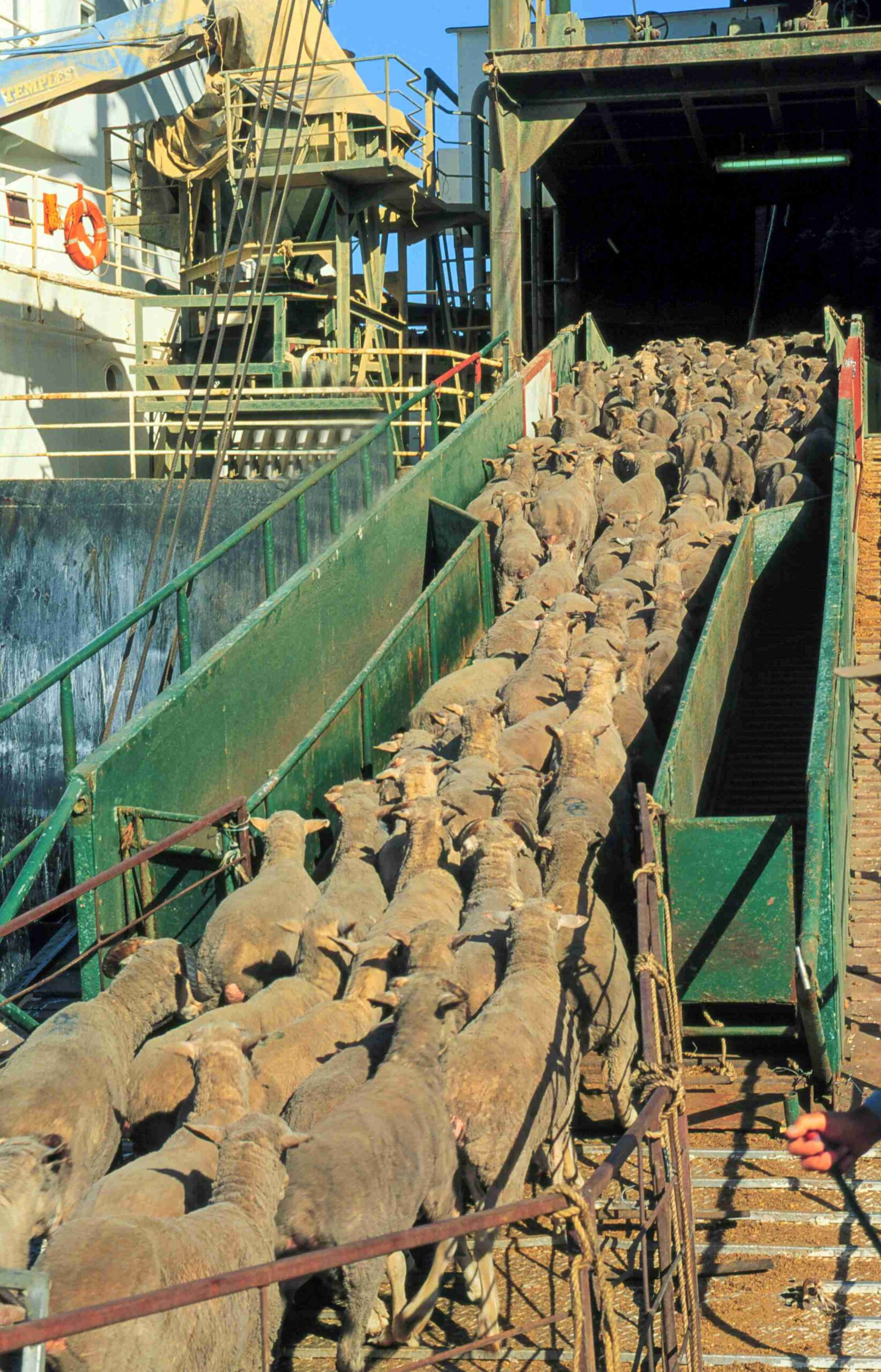 Australian live sheep exporting to end in 2028 – Newsreel