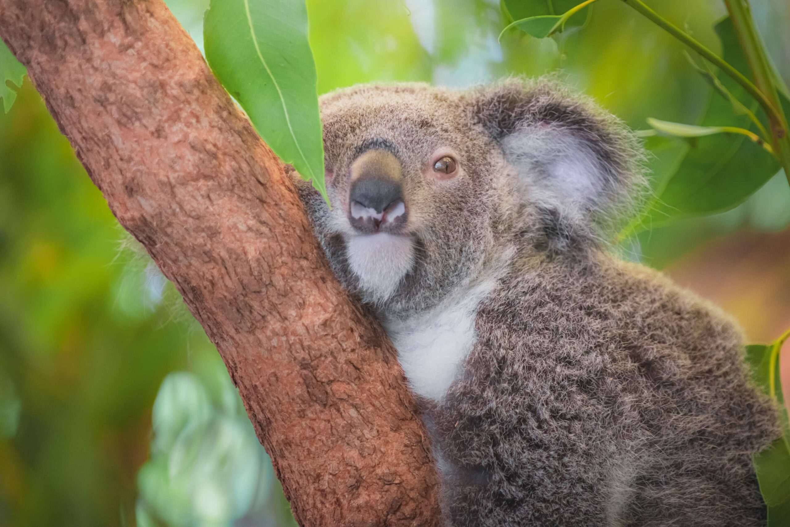 Koalas predict hot days and cool down – Newsreel
