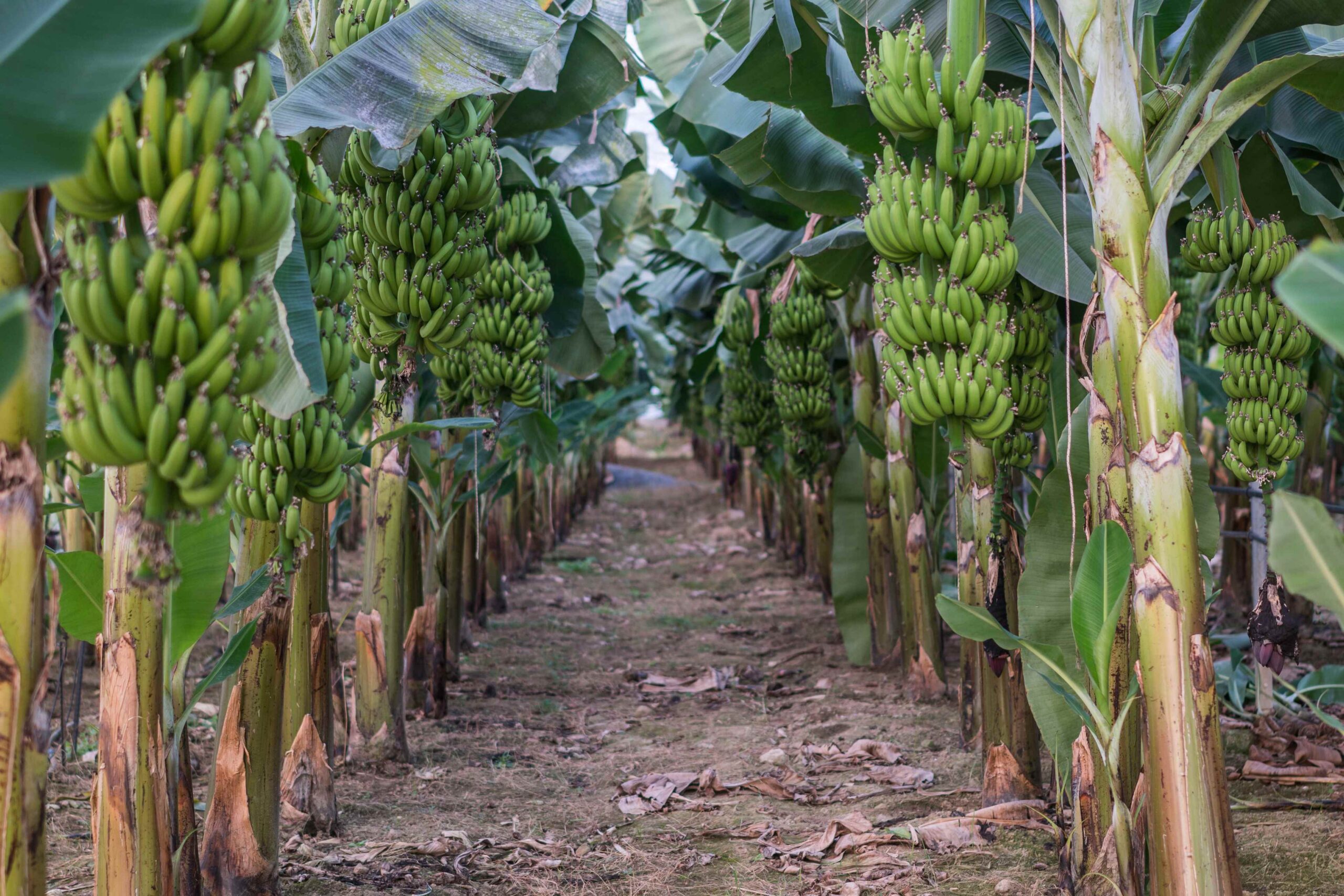 Brisbane banana breakthrough secures $30b industry – Newsreel