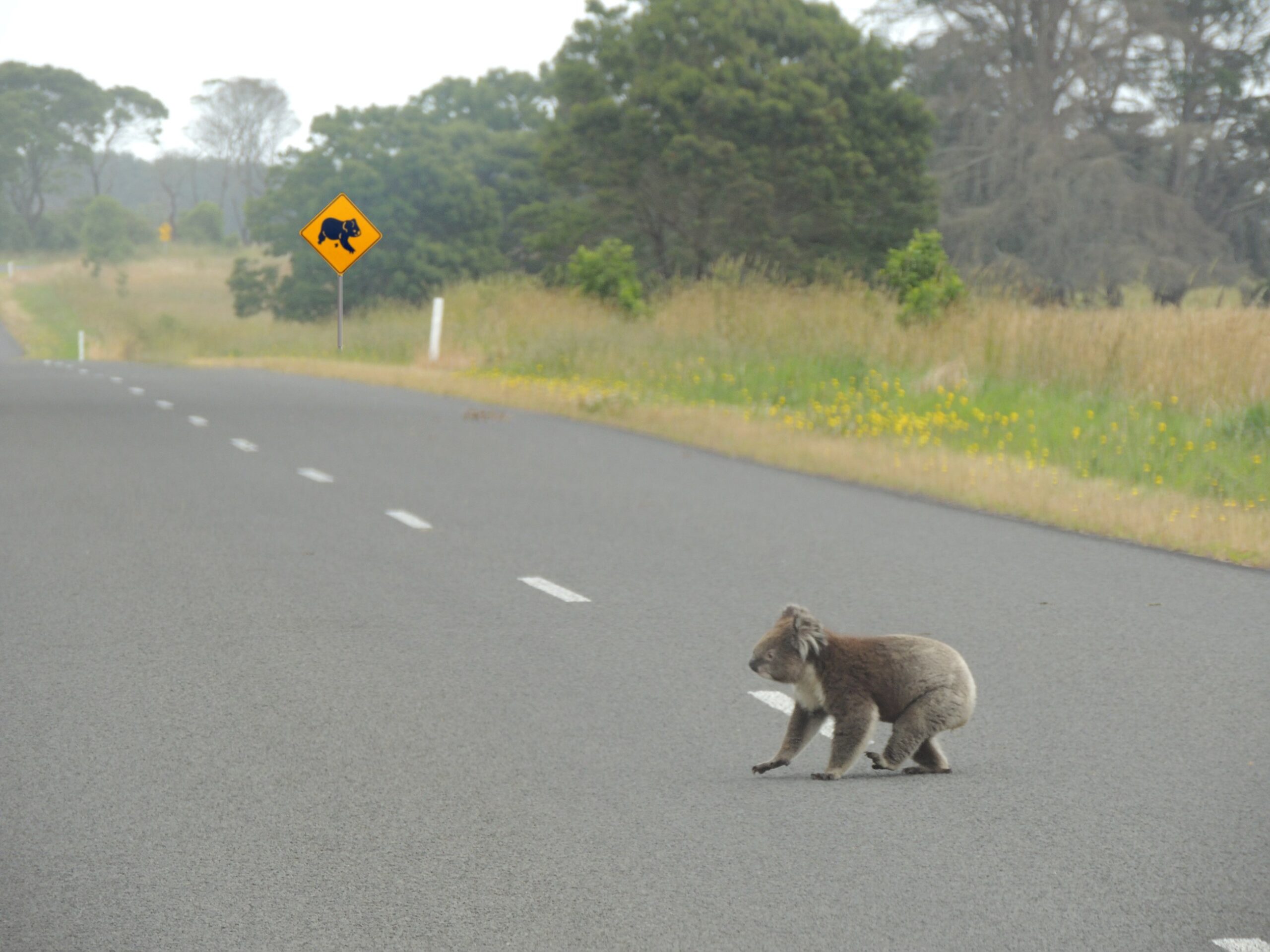 Central Queensland highway a koala death trap – Newsreel
