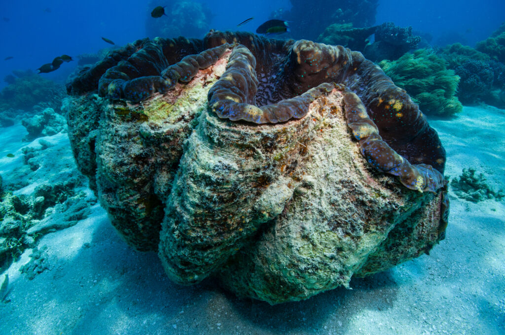 Giant clams placed on critically endangered list – Newsreel