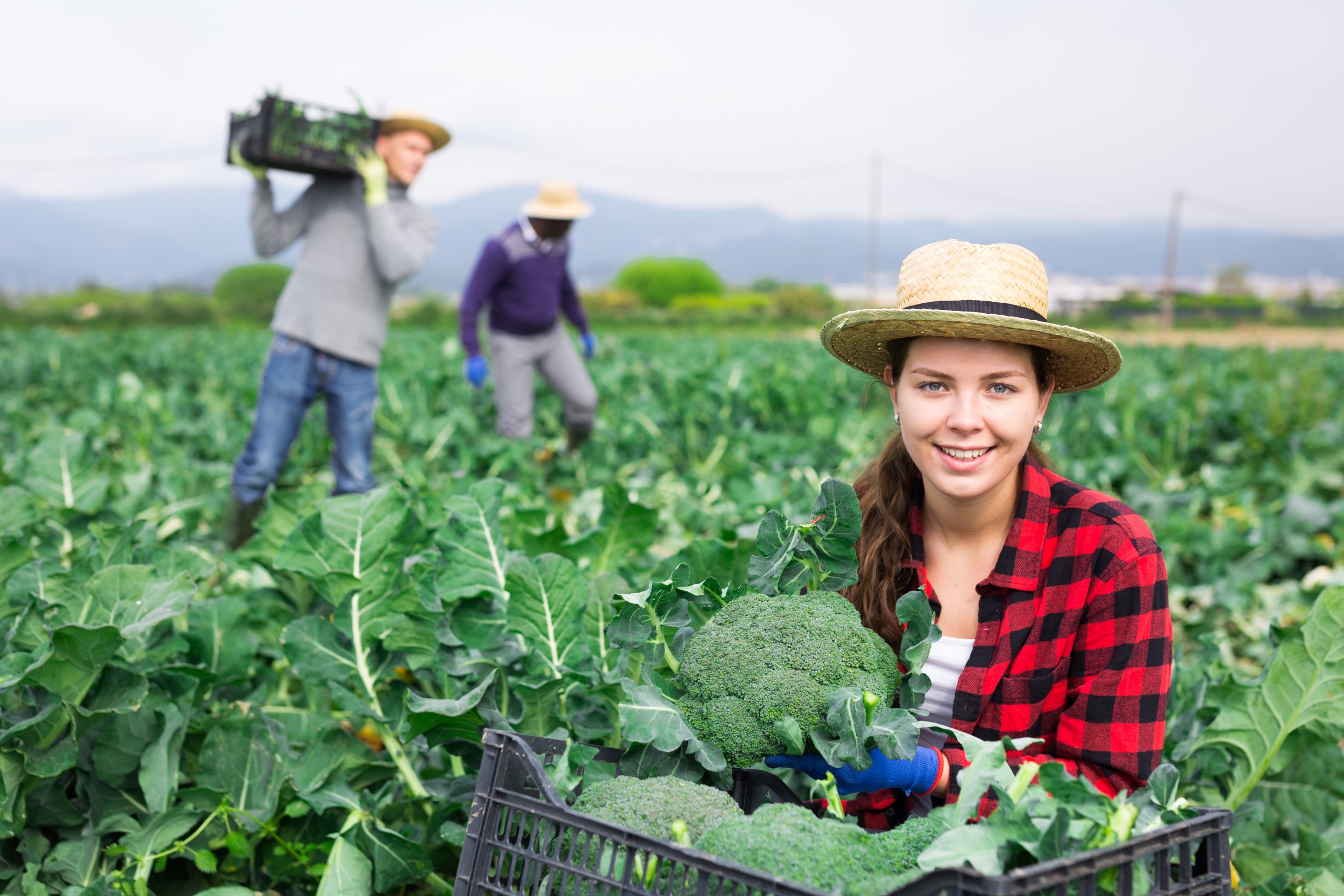 Blitz on Gatton farms targets shadow economy – Newsreel