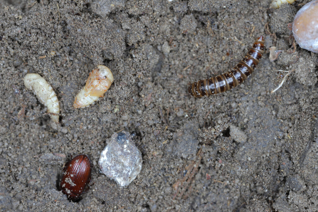 Plastic-eating worms may hold key to waste crisis – Newsreel