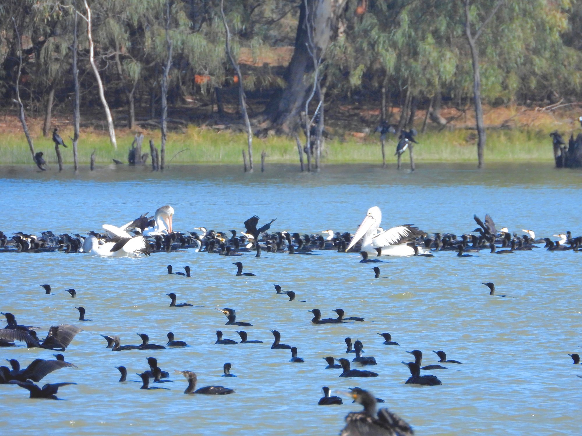 Australian waterbird numbers halved in 2024 – Newsreel