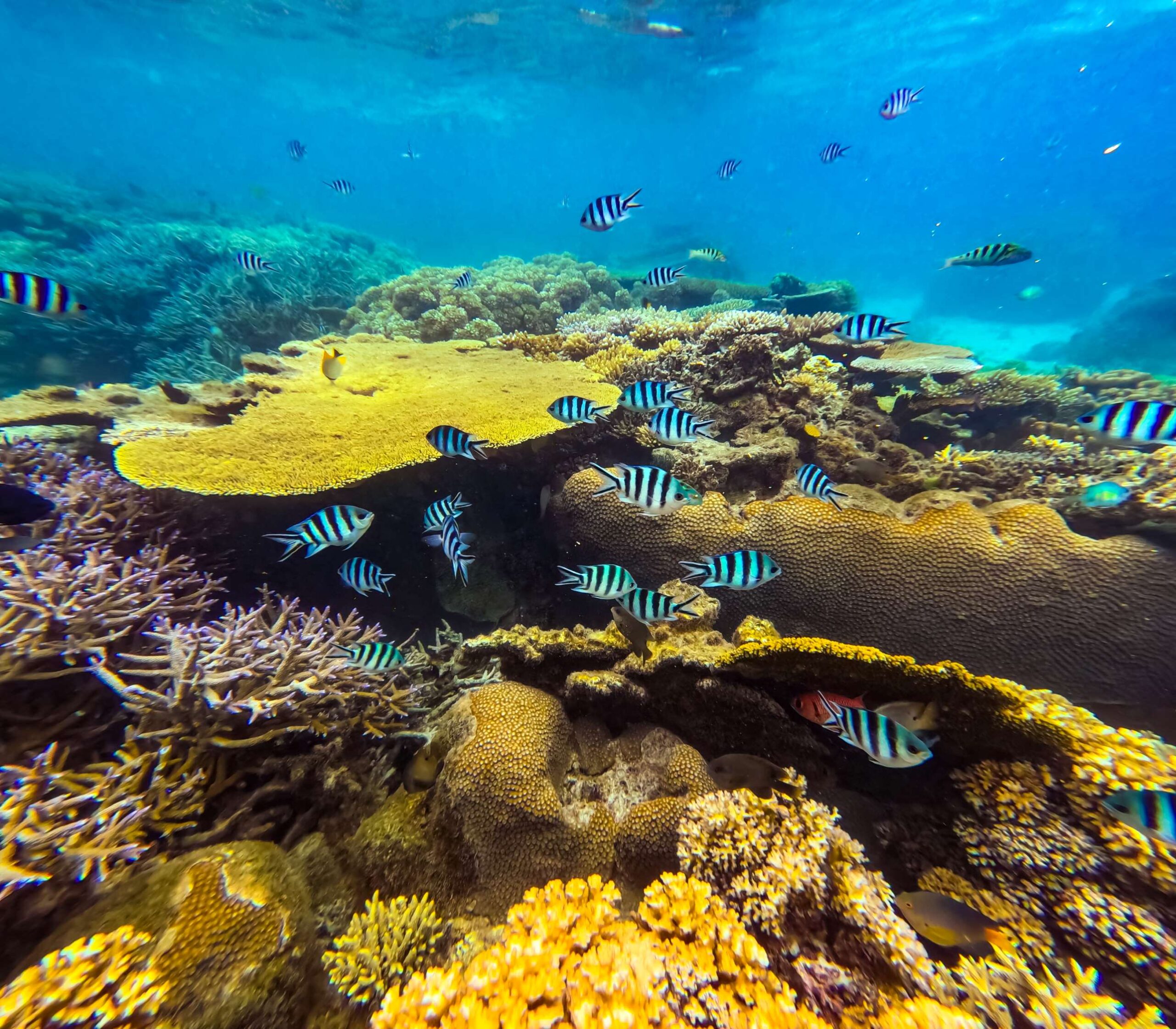$5m boost to Great Barrier Reef protection – Newsreel