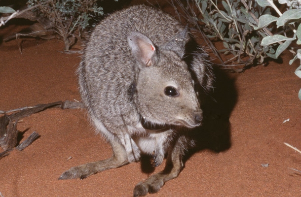 4000ha island refuge for endangered Aussie mammals – Newsreel