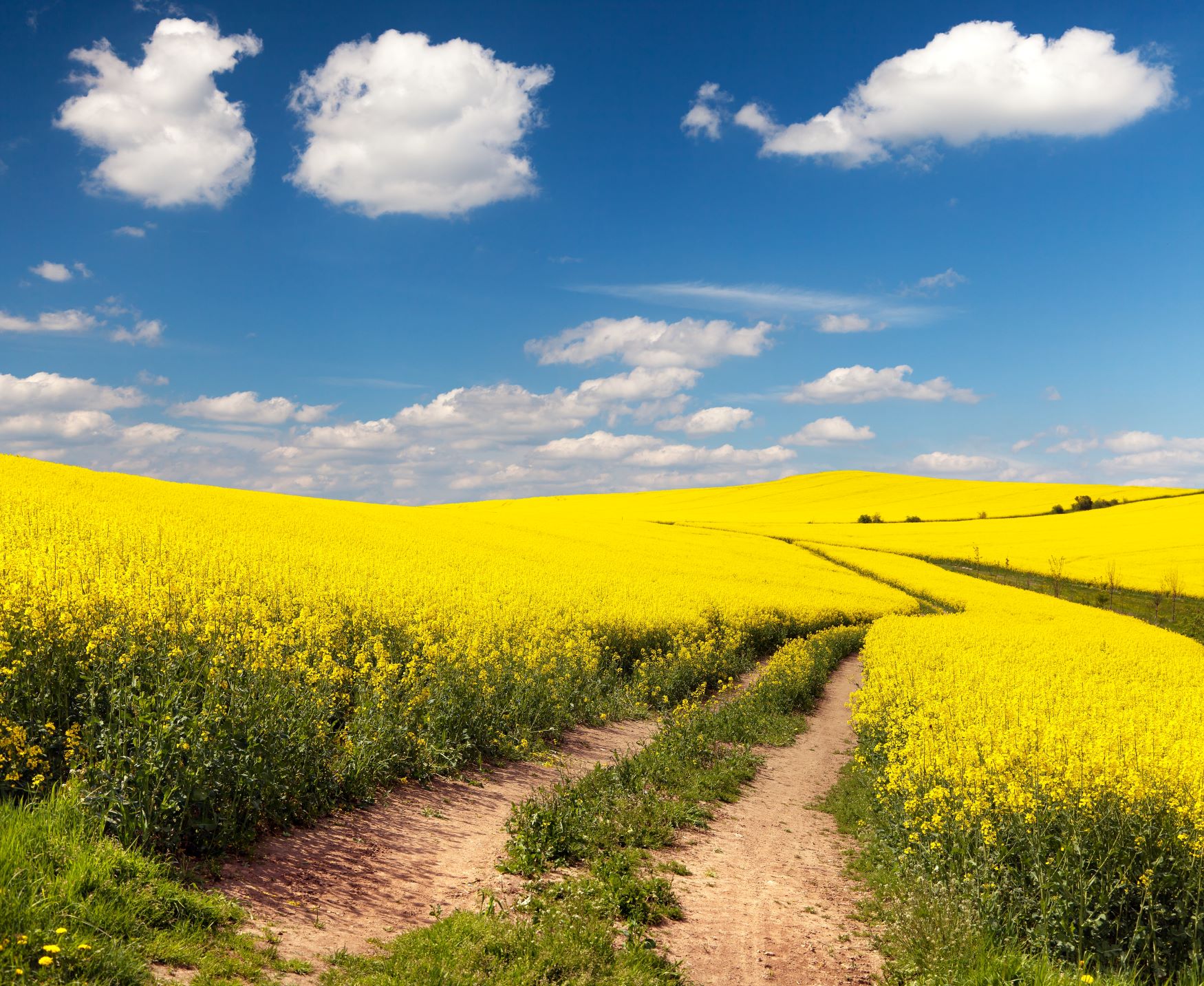 Native vegetation proximity boosts crop yields – Newsreel