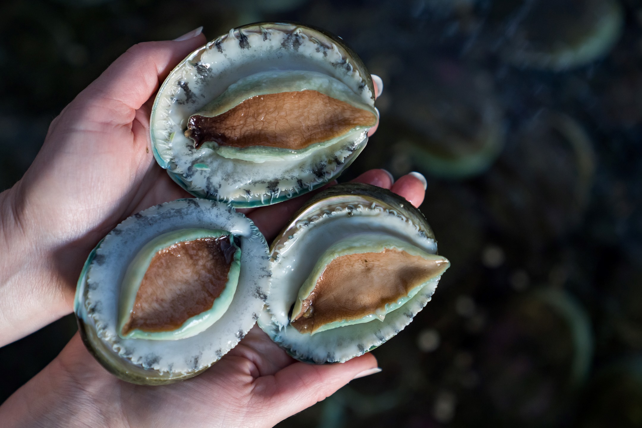 Abalone shows potential as natural IBD treatment – Newsreel