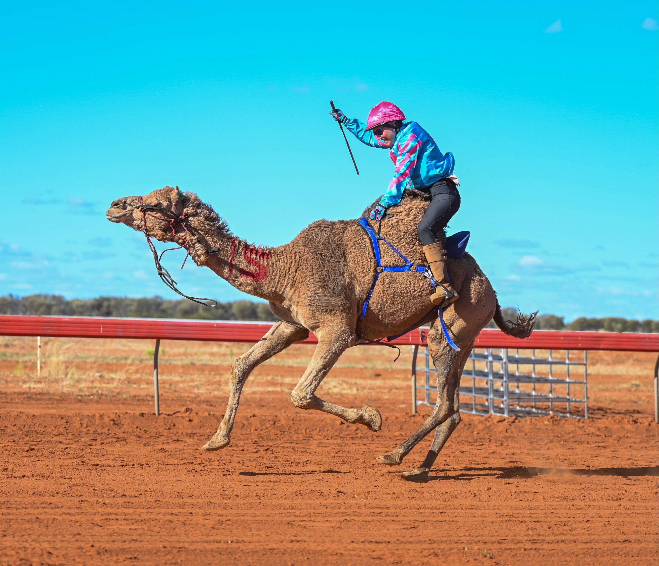 Outback camels kick up red dust – Newsreel