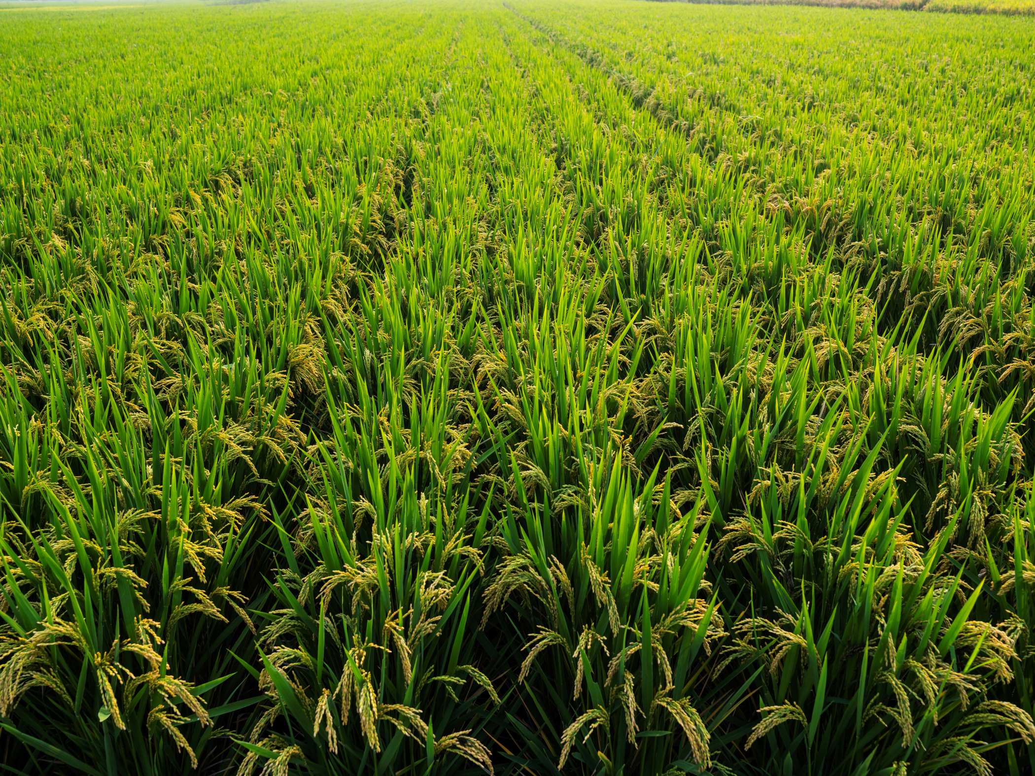 World-leading rice research centre to tackle water issues – Newsreel