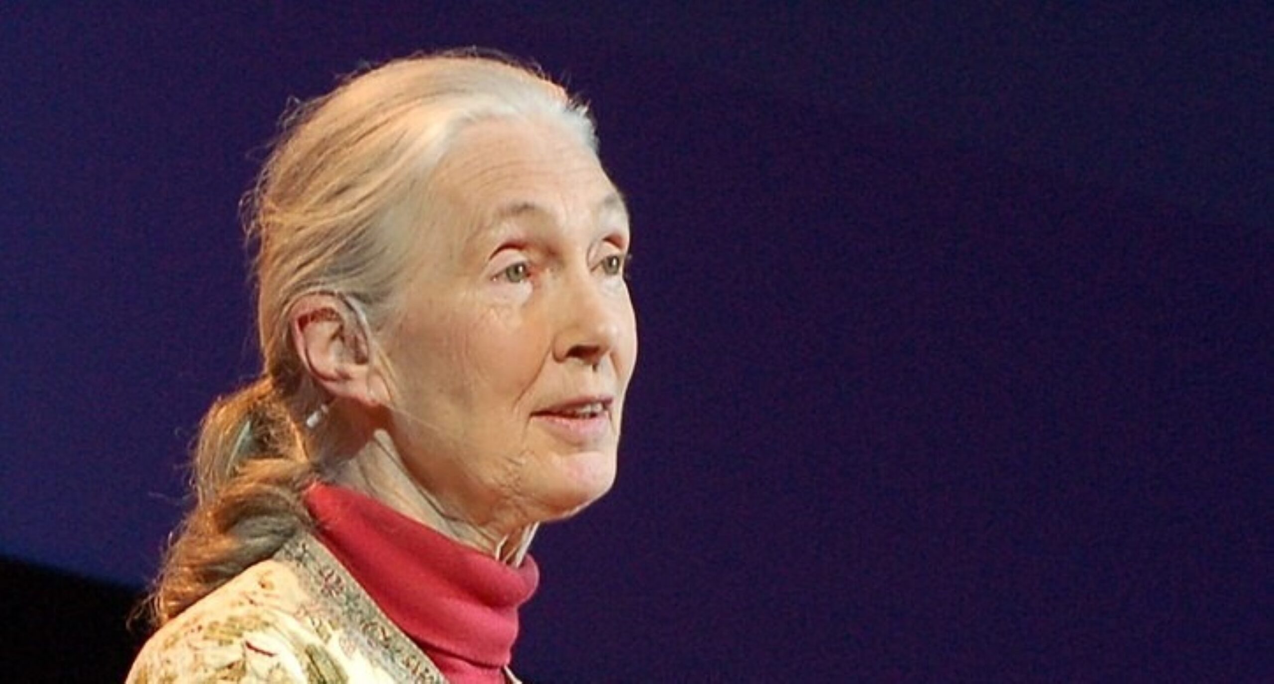 Jane Goodall redefined what it meant to be human – Newsreel