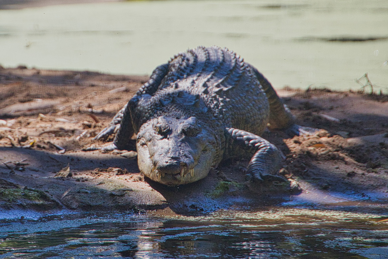 Croc-detection gizmo unleashed in northern Queensland – Newsreel